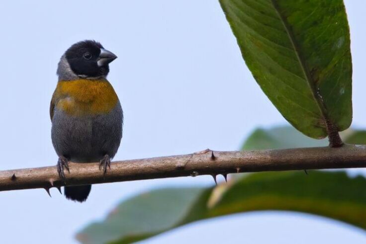 The 74 African Finches