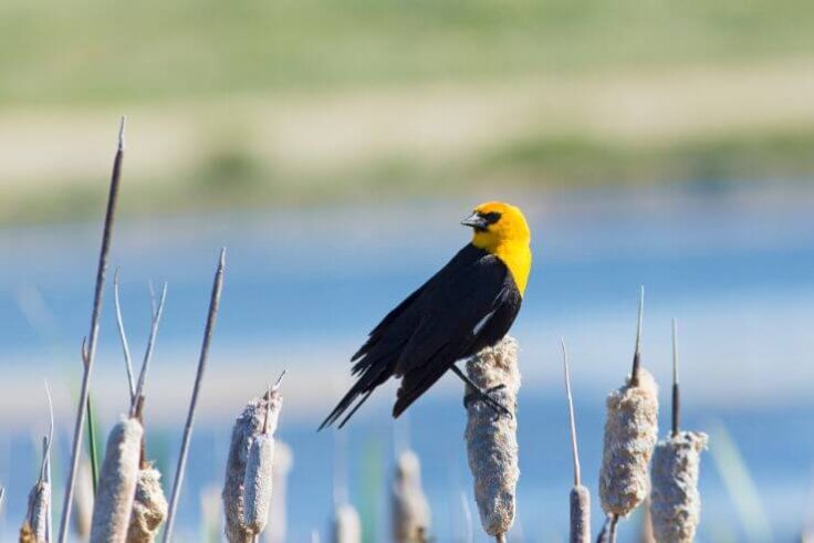 Types of Blackbirds: A Guide to the Icteridae Family