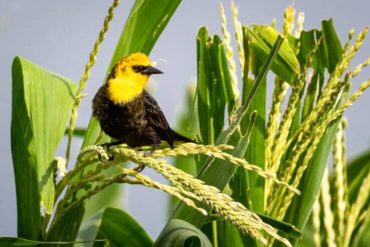 Types of Blackbirds: A Guide to the Icteridae Family