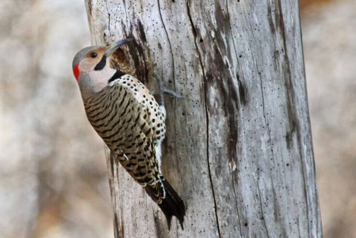 Woodpeckers of Indiana: A Closer Look at Them