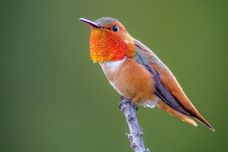 19 Birds With Orange Chests of North America (With Pictures)