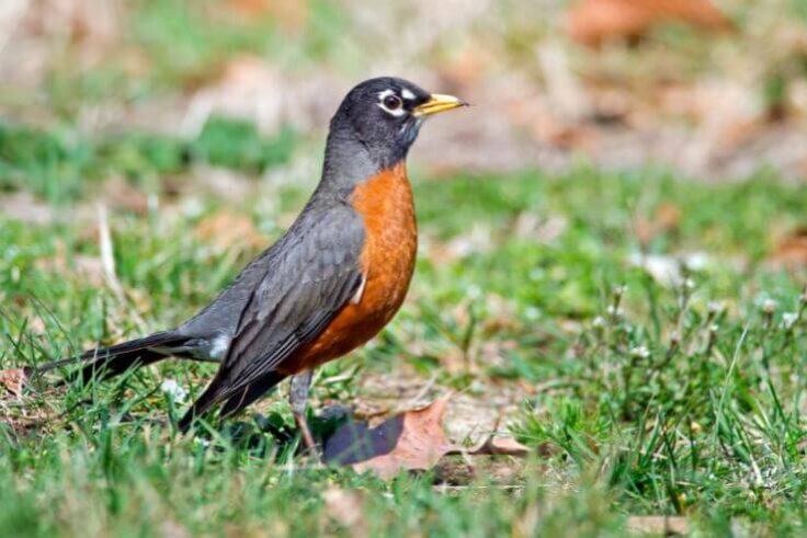 19 Birds With Orange Chests of North America (With Pictures)