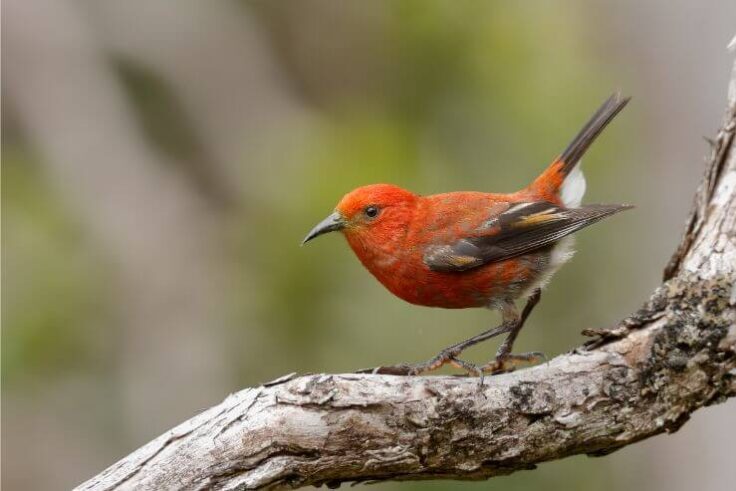 10 Red Headed Birds of Hawaii (With Pictures)