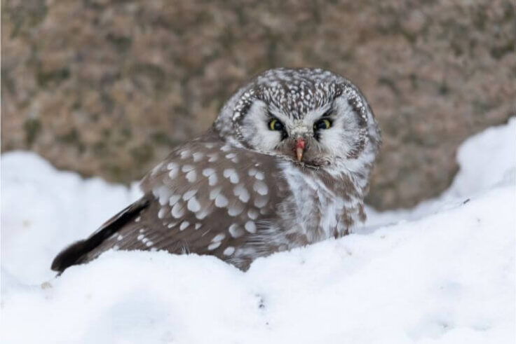 12 Owls in Minnesota