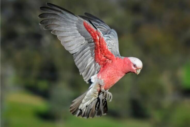 Australasian Cockatoos (Cacatuidae family)
