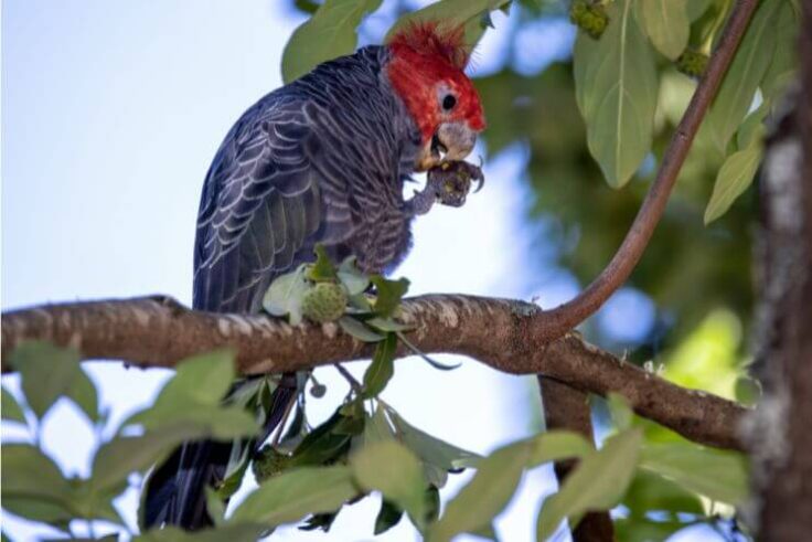 Australasian Cockatoos (Cacatuidae family)