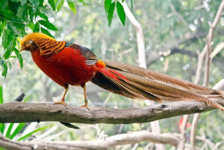 10 Most Colorful Birds & Science Behind Their Vivid Plumage