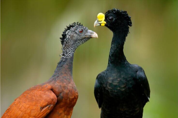 15 Stunning Birds With Mohawks (Including Pictures)