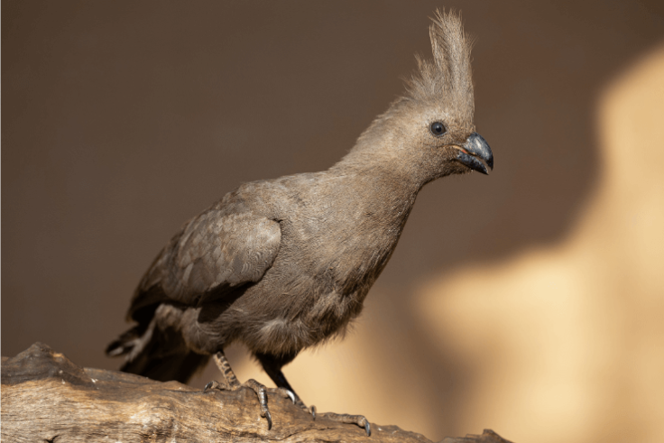15 Stunning Birds With Mohawks (Including Pictures)