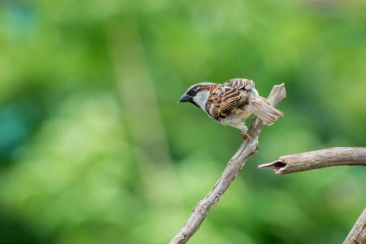 20 Sparrows in Ohio