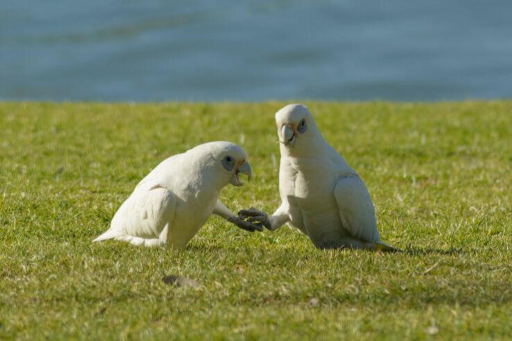 Australasian Cockatoos (Cacatuidae family)