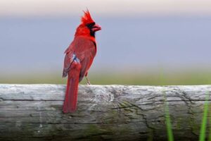 15 Stunning Birds With Mohawks (Including Pictures)