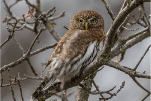 13 Owls in Colorado