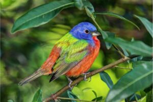 10 Beautiful Red Birds in Florida (With Pictures)