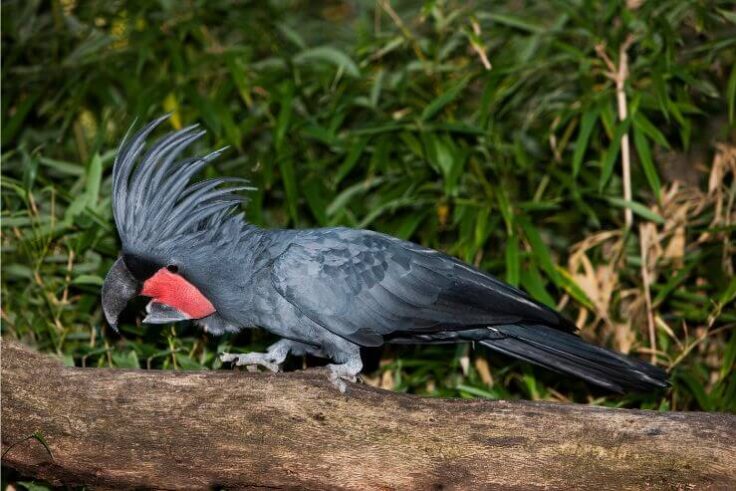 Australasian Cockatoos (Cacatuidae family)