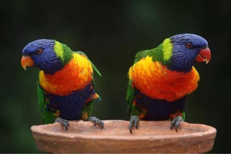 10 Most Colorful Birds & Science Behind Their Vivid Plumage
