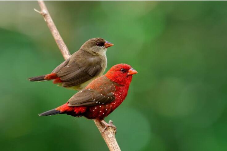 10 Red Headed Birds of Hawaii (With Pictures)