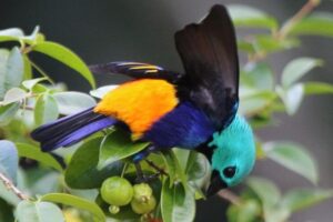 10 Most Colorful Birds & Science Behind Their Vivid Plumage