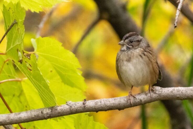 19 Sparrows in Michigan (With Pictures)