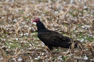 Vultures in Virginia (With Pictures)