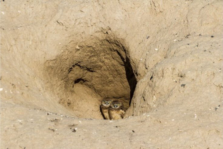 13 Owls in Colorado