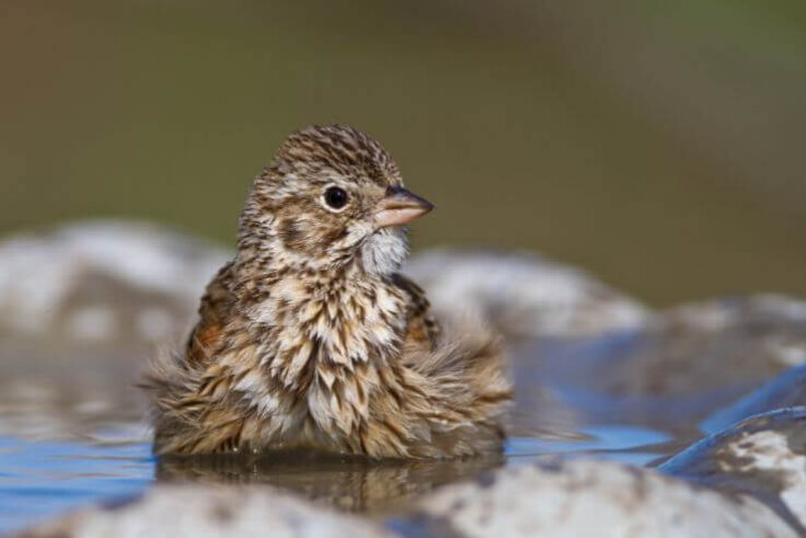 Birds of Ohio - Local Bird Guides and Visual ID