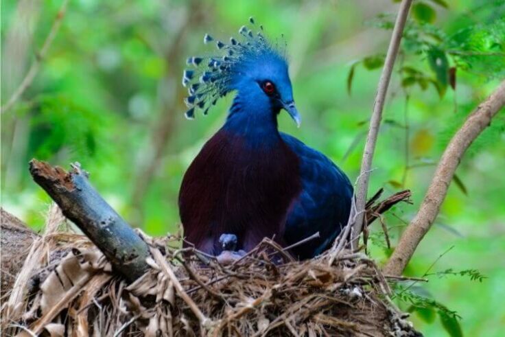 15 Stunning Birds With Mohawks (Including Pictures)