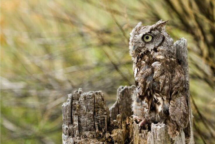 13 Owls in Colorado