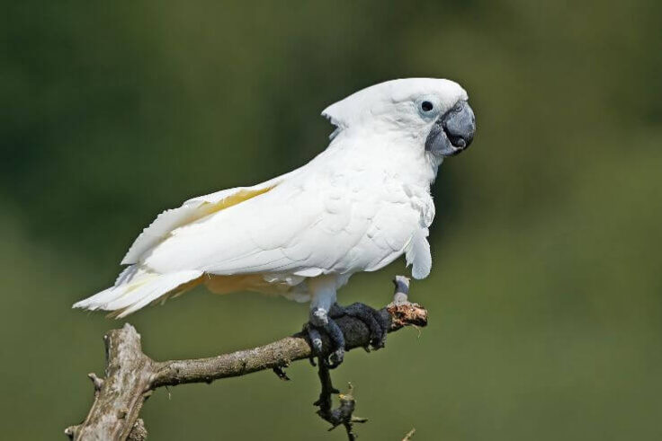 Australasian Cockatoos (Cacatuidae family)