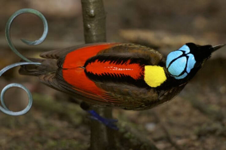 10 Most Colorful Birds & Science Behind Their Vivid Plumage
