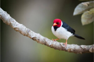 10 Red Headed Birds of Hawaii (With Pictures)