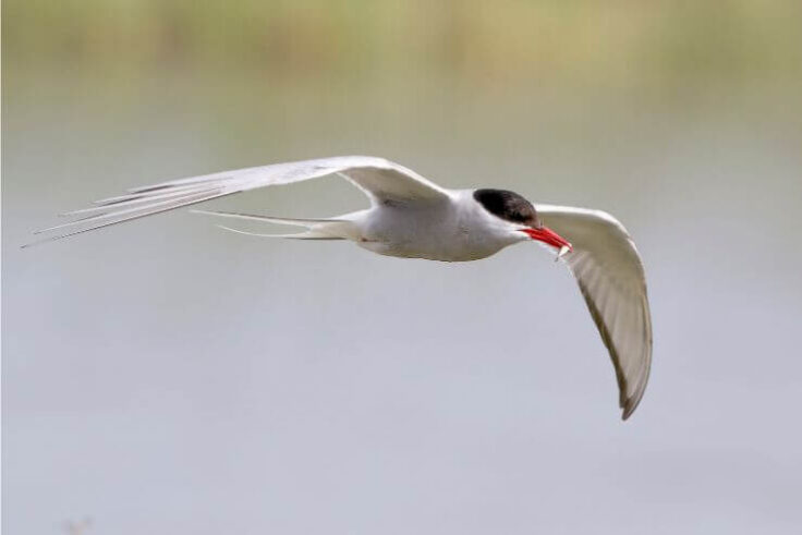 15 Beautiful Birds With Red Beaks (With Pictures)
