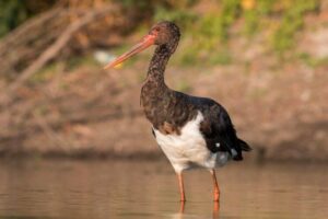 15 Beautiful Birds With Red Beaks (With Pictures)