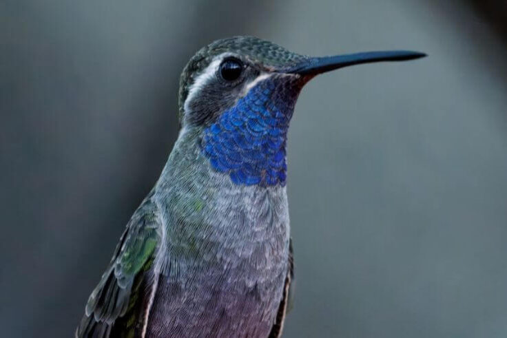 17 Hummingbirds in Texas (With Pictures)