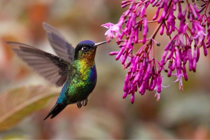 9 Hummingbirds in California (With Pictures)