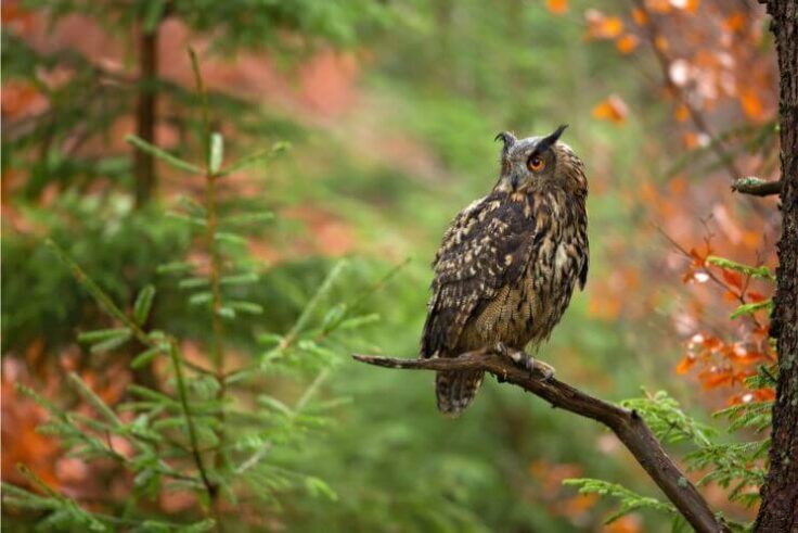 How Long Do Owls Live? (Owl Lifespans Explained)