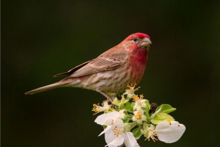 15 Amazing Birds With Red Chests (With Pictures)