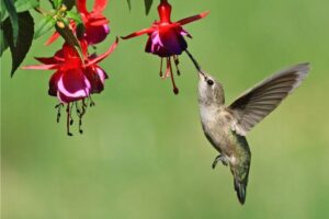 Hummingbird Feet (All You Need To Know)