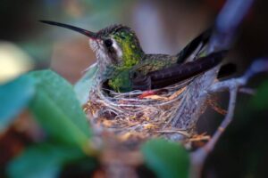 Hummingbird Feet (All You Need To Know)
