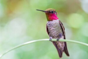 Hummingbird Feet (All You Need To Know)