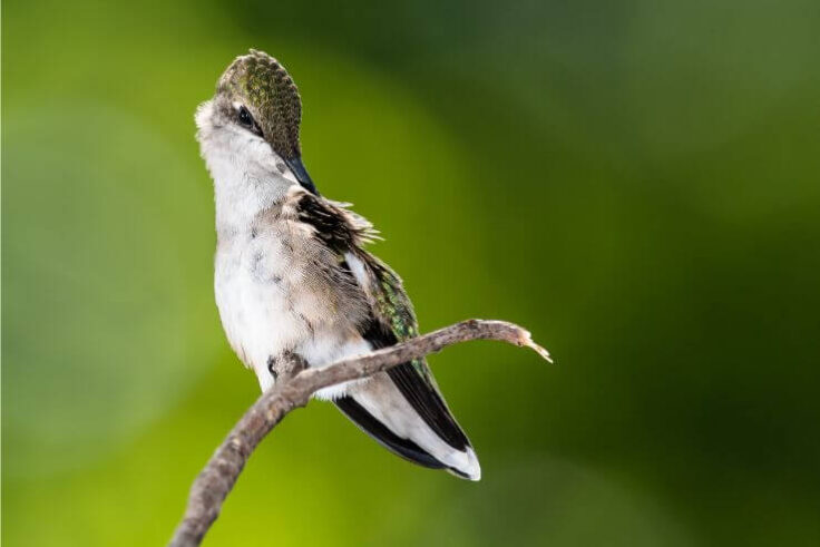 Hummingbird Feet (All You Need To Know)