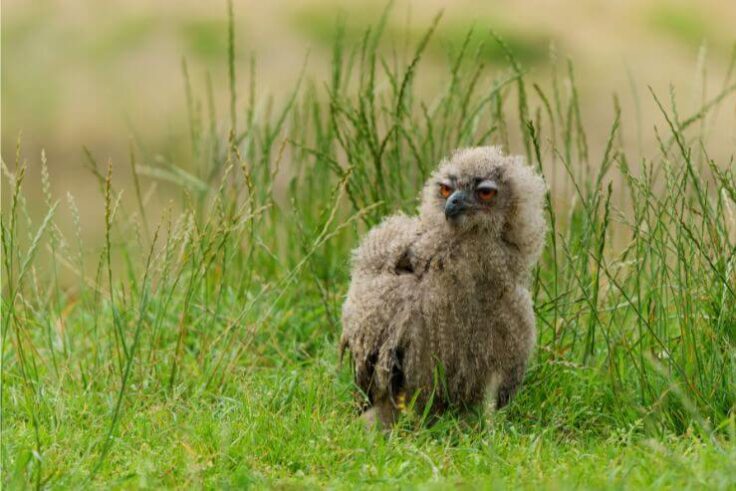 How Long Do Owls Live? (Owl Lifespans Explained)
