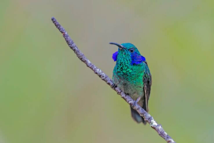 17 Hummingbirds in Texas (With Pictures)