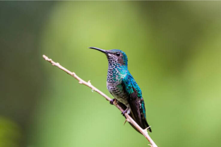 6 Hummingbirds in Wisconsin (With Pictures)