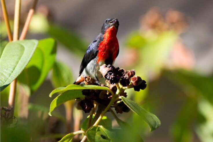 15 Amazing Birds With Red Chests (With Pictures)
