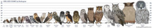 How Long Do Owls Live? (Owl Lifespans Explained)