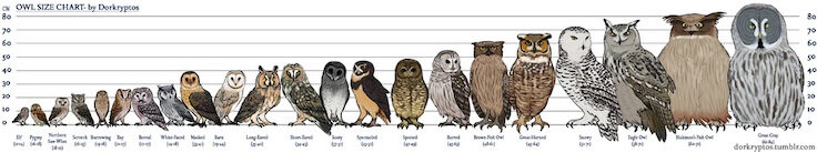 How Long Do Owls Live? (Owl Lifespans Explained)