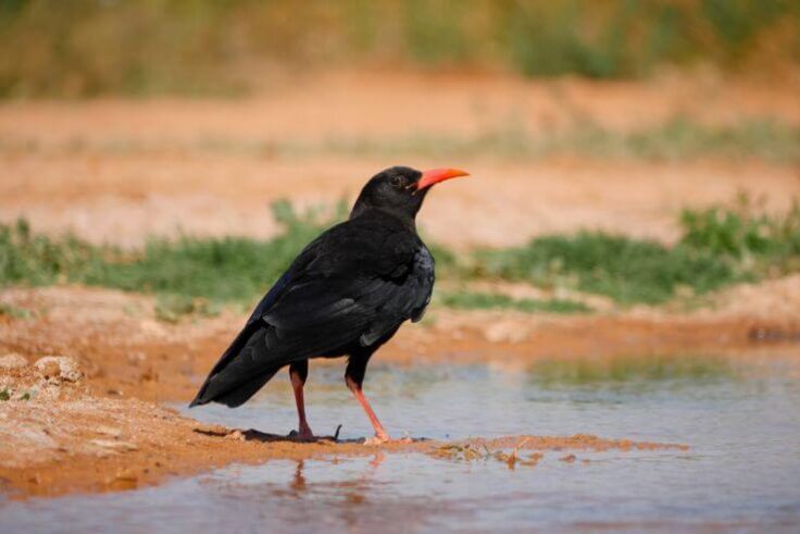 15 Beautiful Birds With Red Beaks (With Pictures)