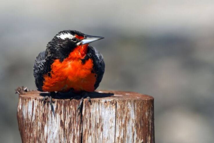 15 Amazing Birds With Red Chests (With Pictures)
