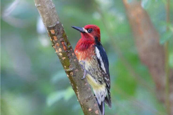 15 Amazing Birds With Red Chests (With Pictures)
